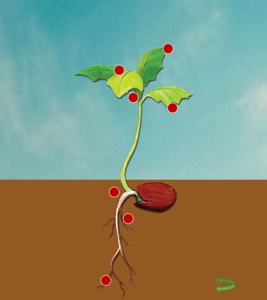 MicrobeBio® Rhizo Activator™ - Microbial fertilizer Organic Fertilizer USA
